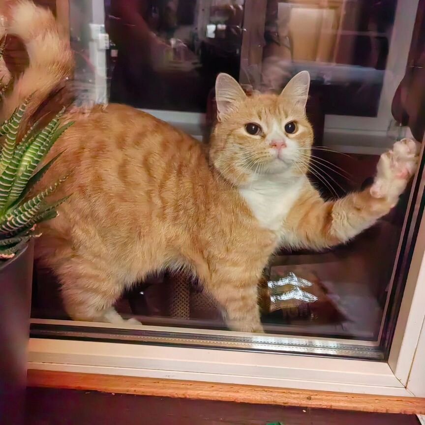 Кошки в добрые руки бесплатно