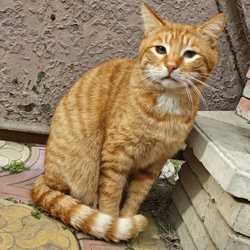 Взрослый кот в добрые руки