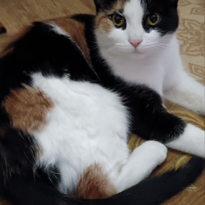 Молодая кошечка Нюша