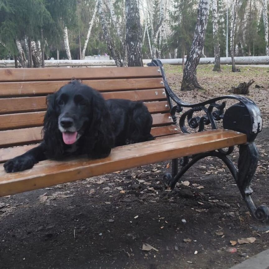 Русский охотничий спаниель, щенок
