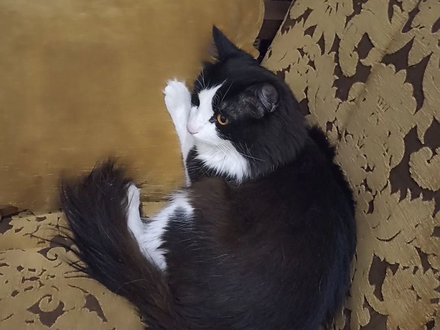 Кот Лютик