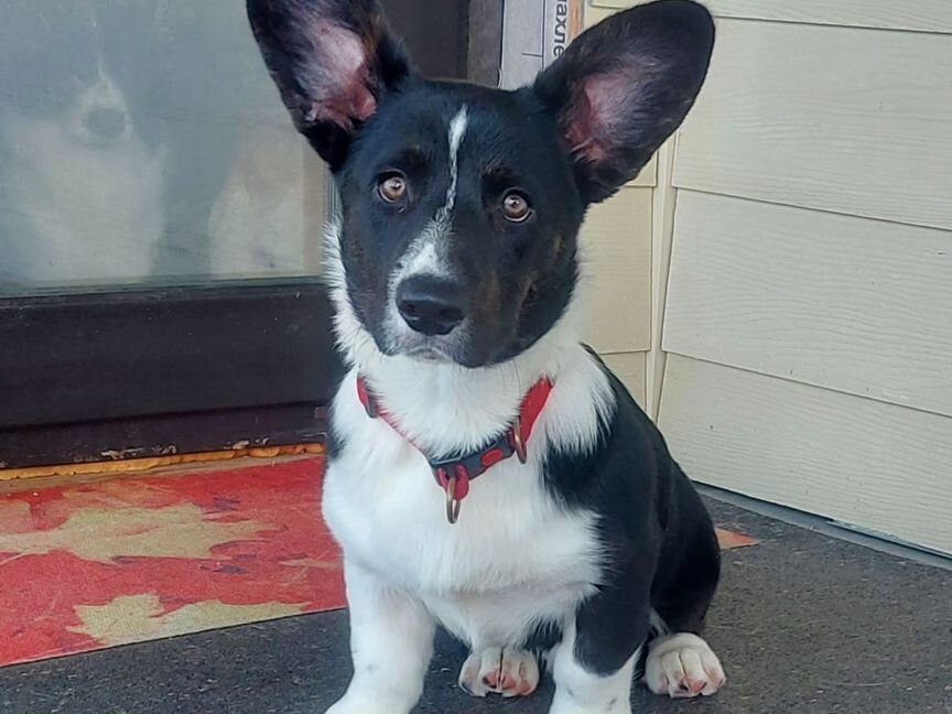 Вельш-корги щенки