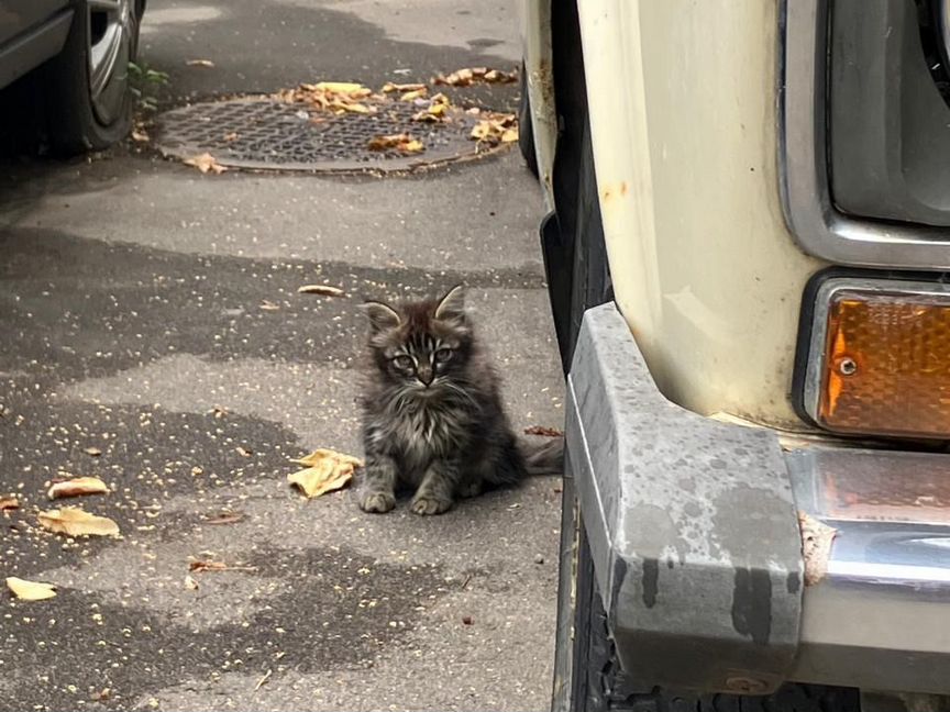 Котята в добрые руки