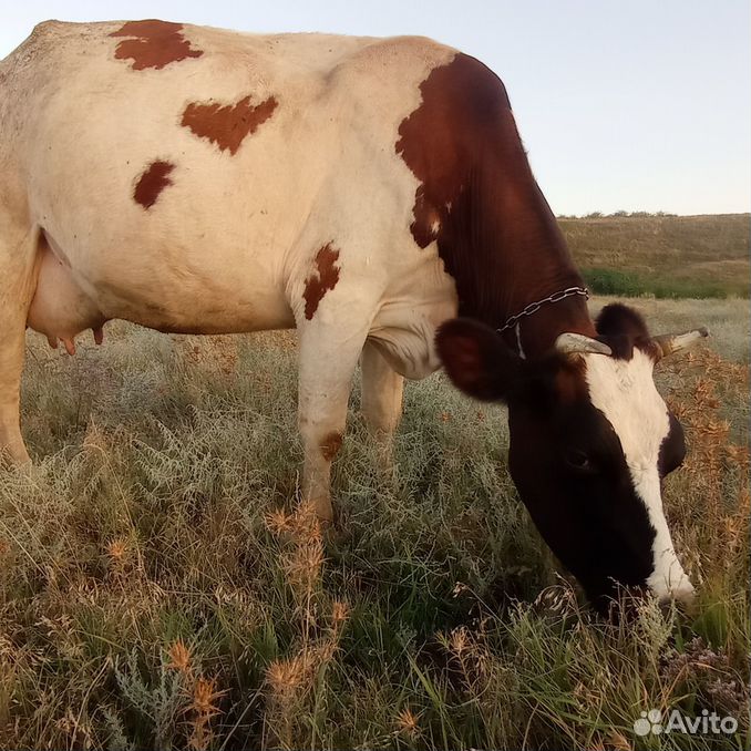 Продам дойную корову