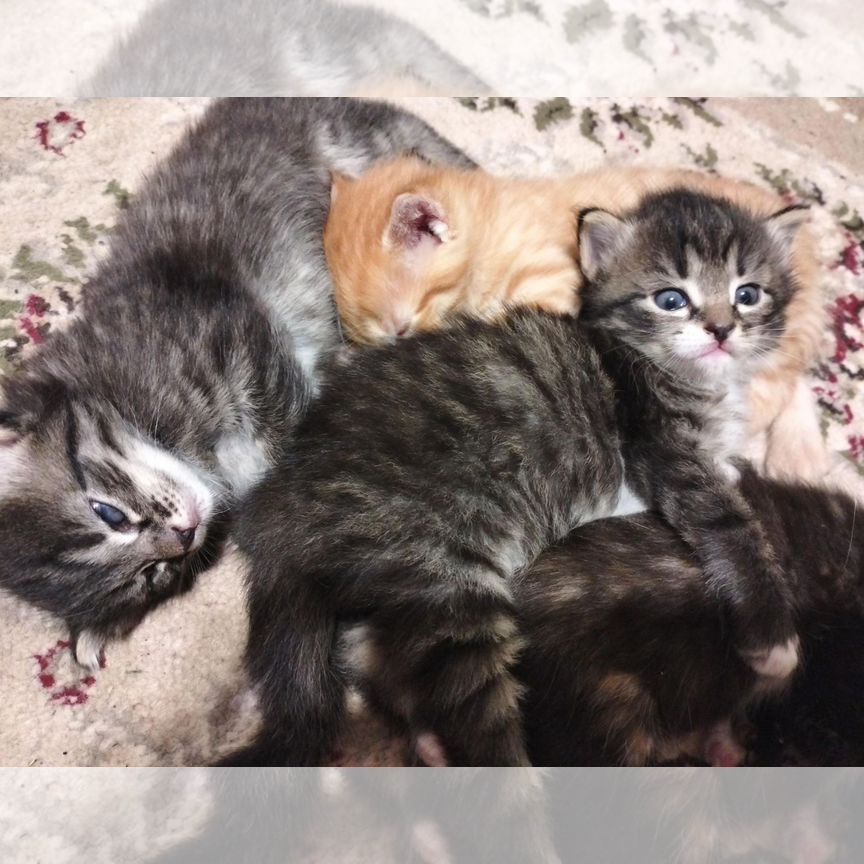 Котята в добрые руки