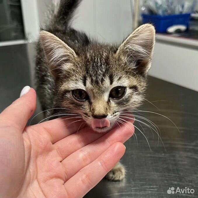 Котенку нужна передержка