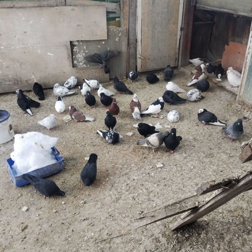 Голубы бойние