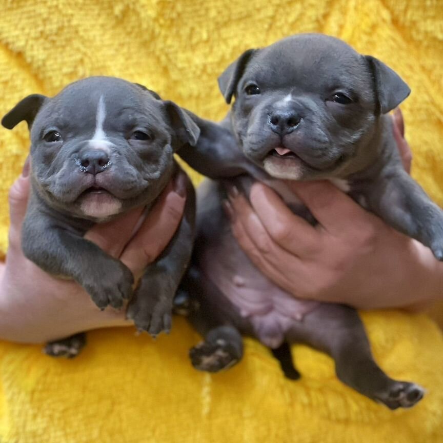 Американский булли, щенок