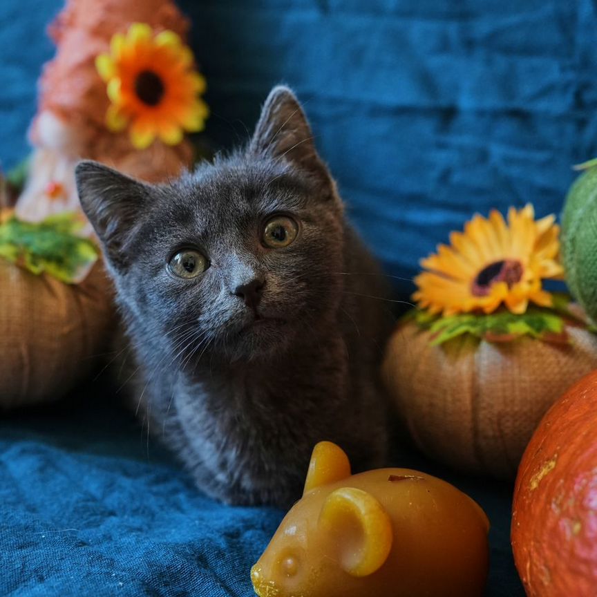 Котенок ищет дом