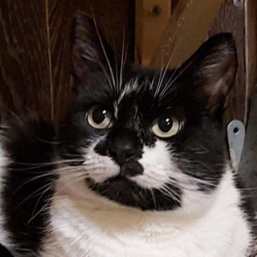 Кошечка по имени Коровка ищет дом