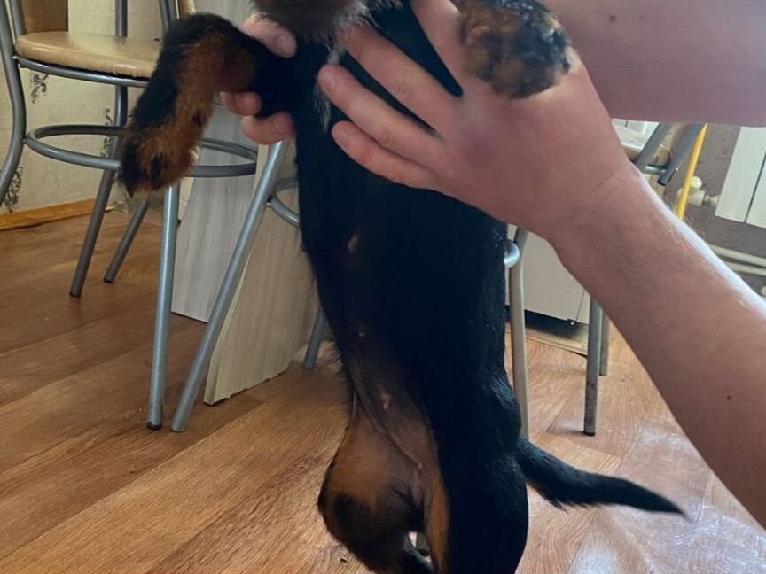 Найдена собака ягдтерьер