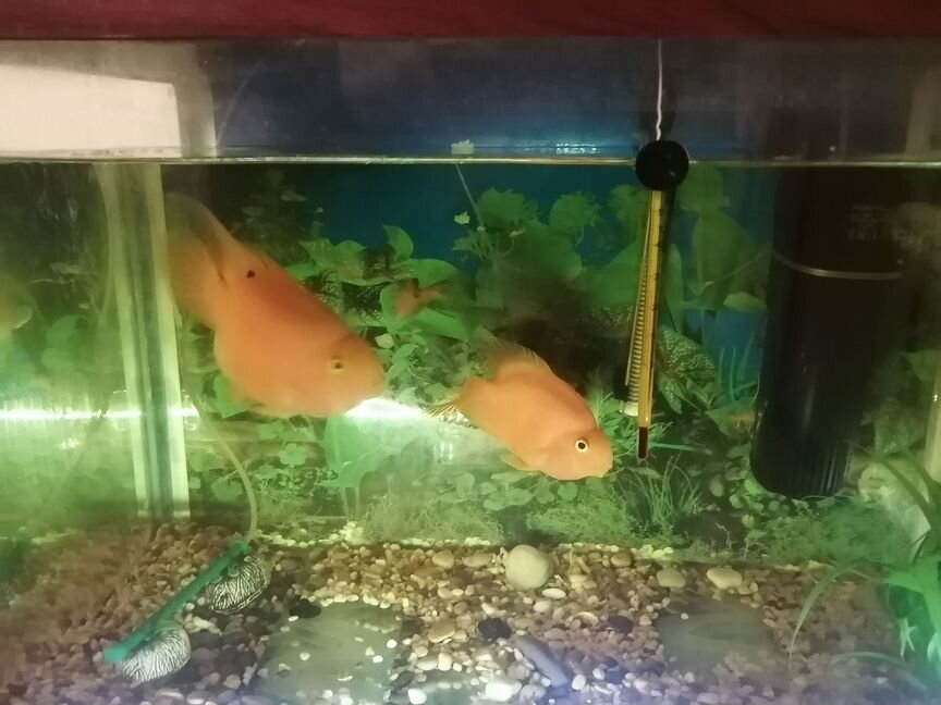 Рыбка попугай