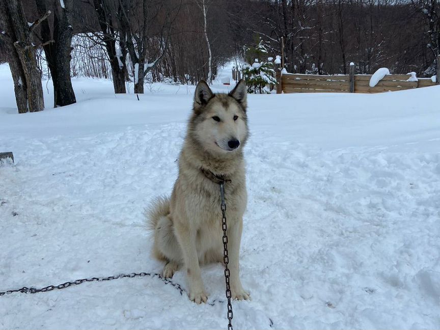 Западно сибирская лайка