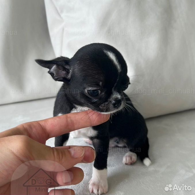 Чихуахуа супер мини мальчик РКФ