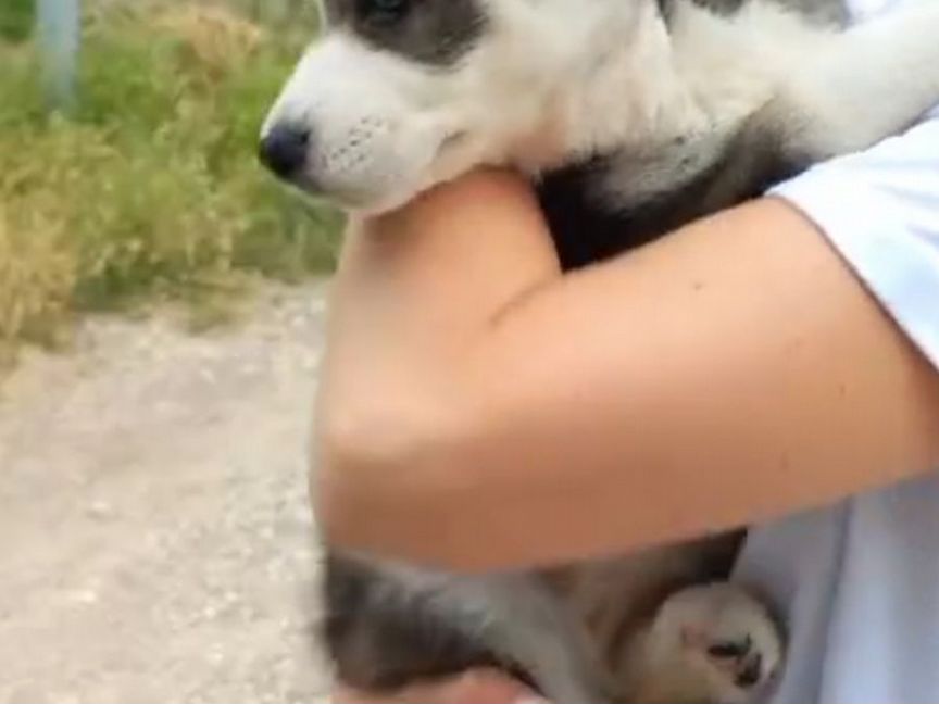 Щенок в добрые руки бесплатно овчарка,хаски