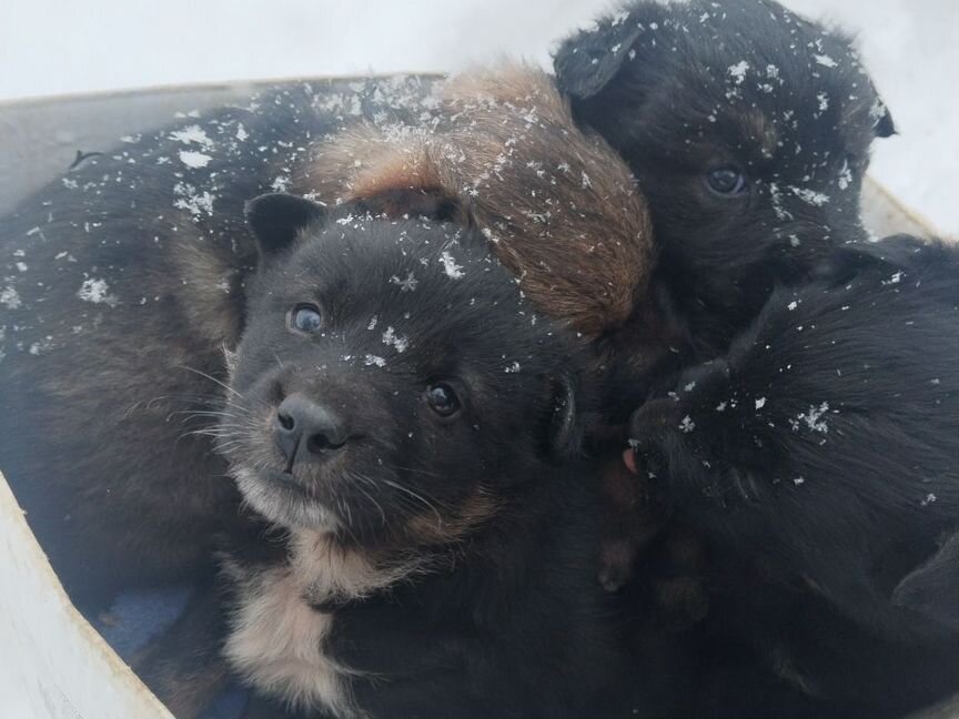 Голубоглазые щенки в добрые руки