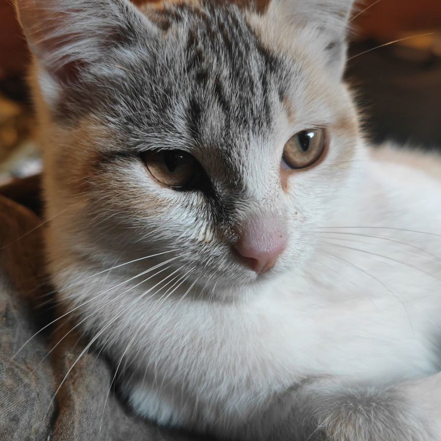 Девочка котенок девочка котейка