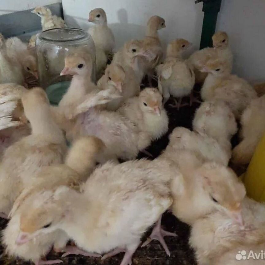 Индюшата Хайбрид конвертер