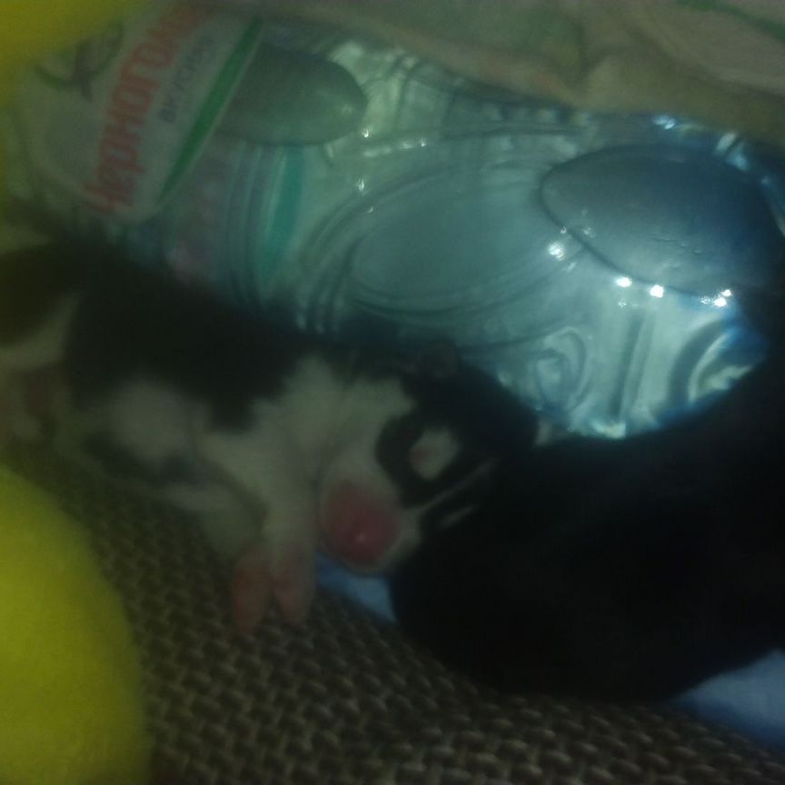 Отдам щенят Хаски