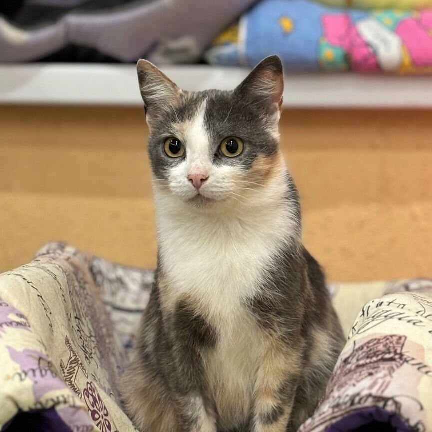 Кошка