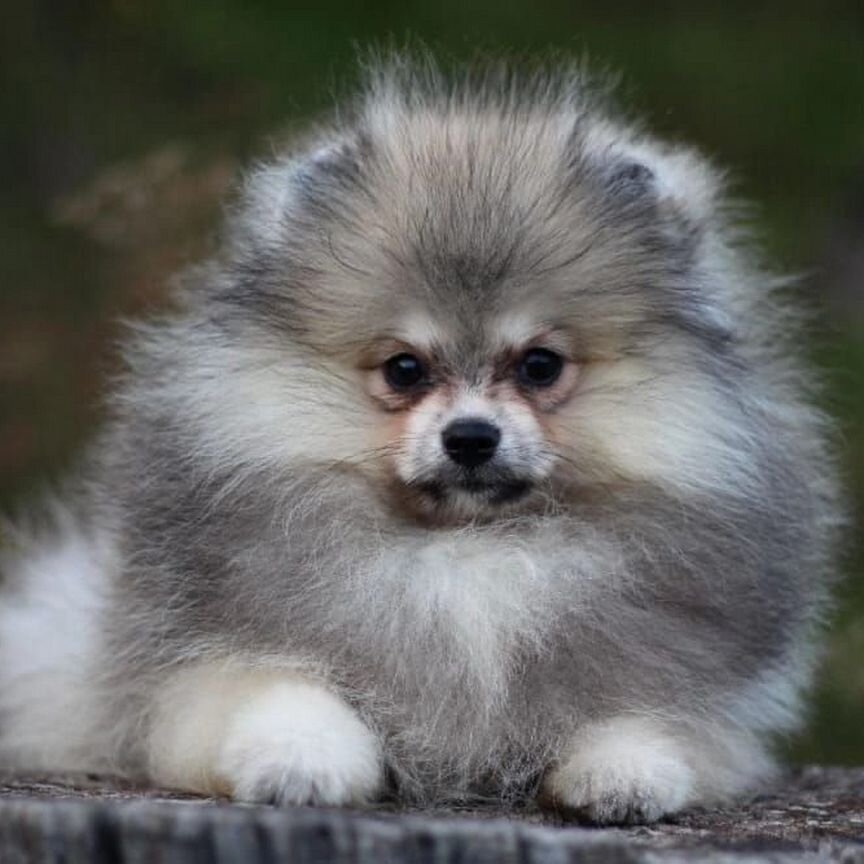 Мальчик померанец