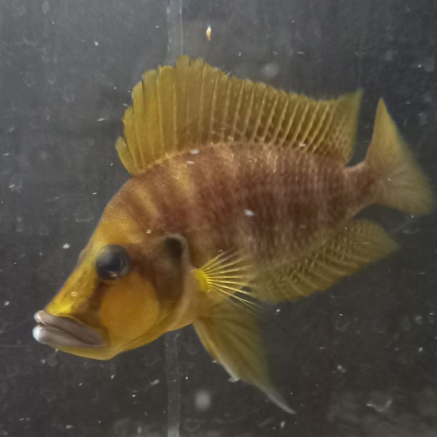 Альтолампрологус компрессицепс Килима мандарин