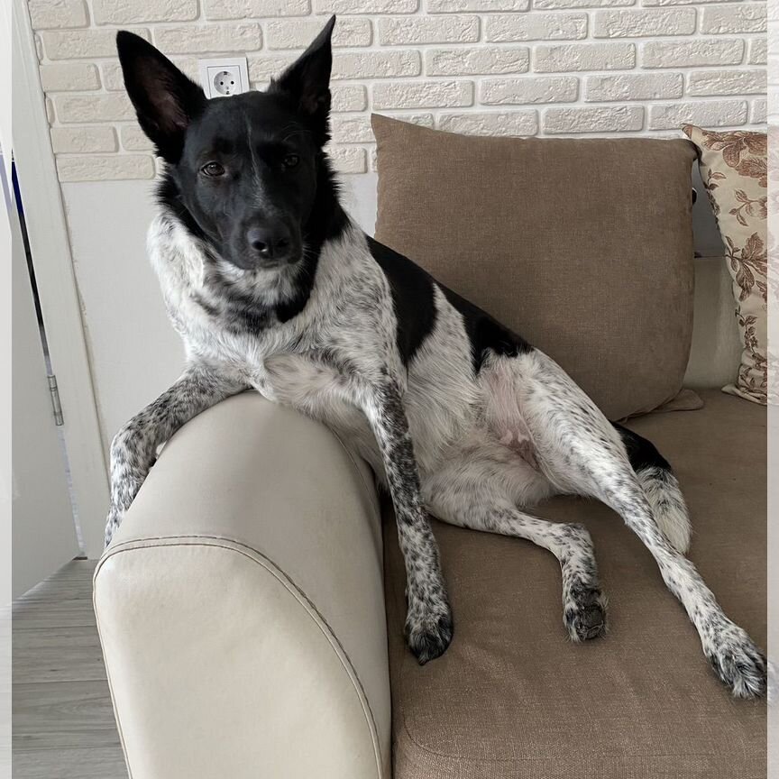 Собака в добрые руки