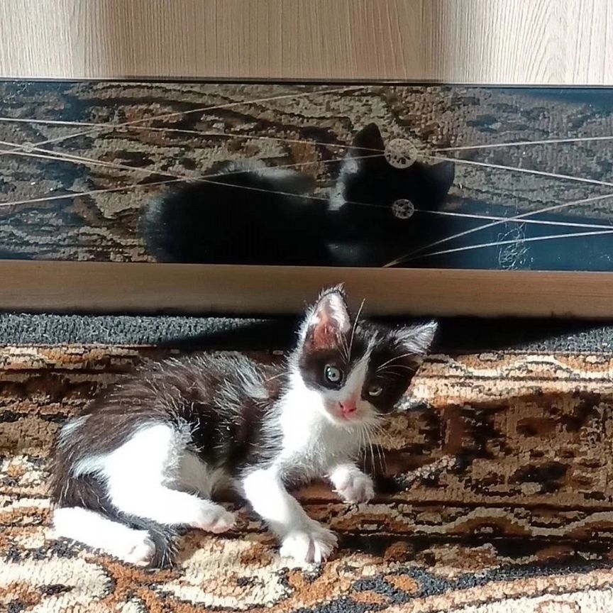 Котята в добрые руки приучены к лотку, кушают все
