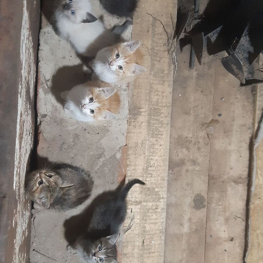 Котята в добрые руки