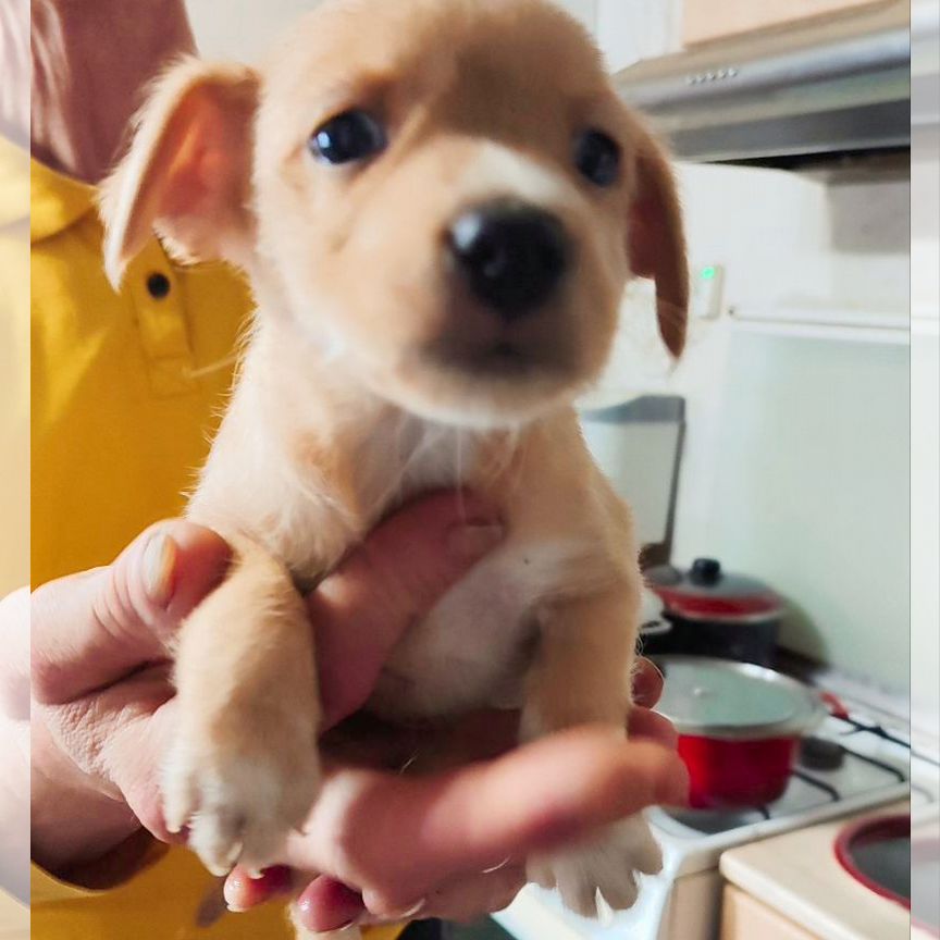 Чихотойчики