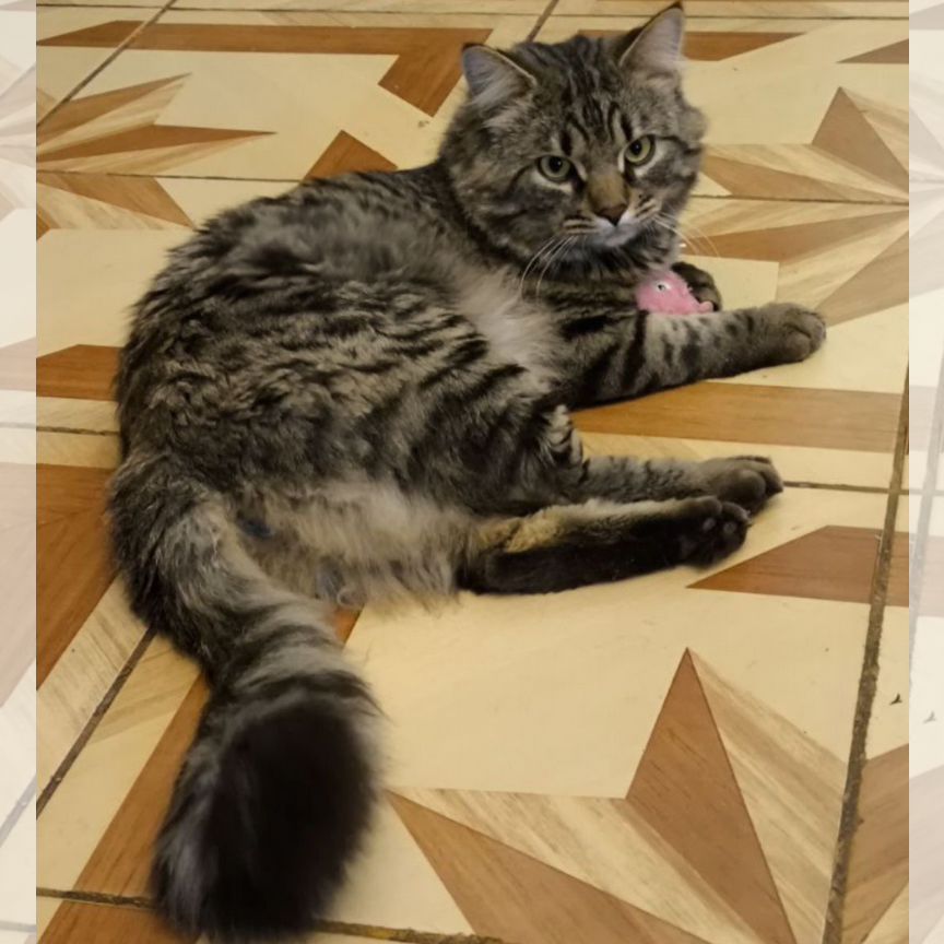 Взрослый кот в добрые руки