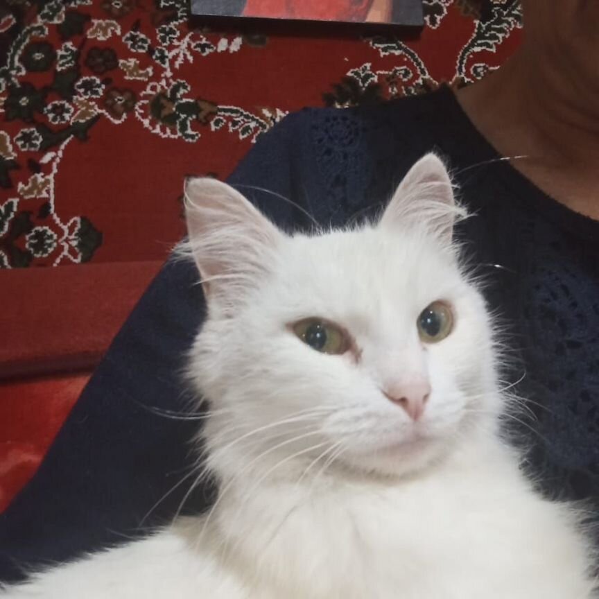 Найдена кошечка, ищет хозяев