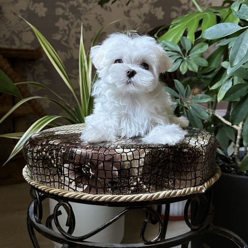 Малыш мальтезе (корейские линии )