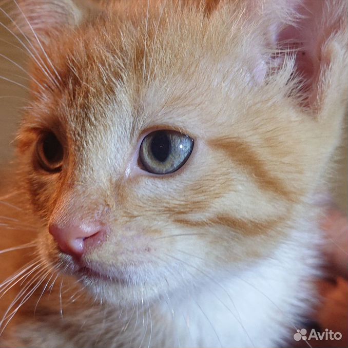 Котёнок мяу