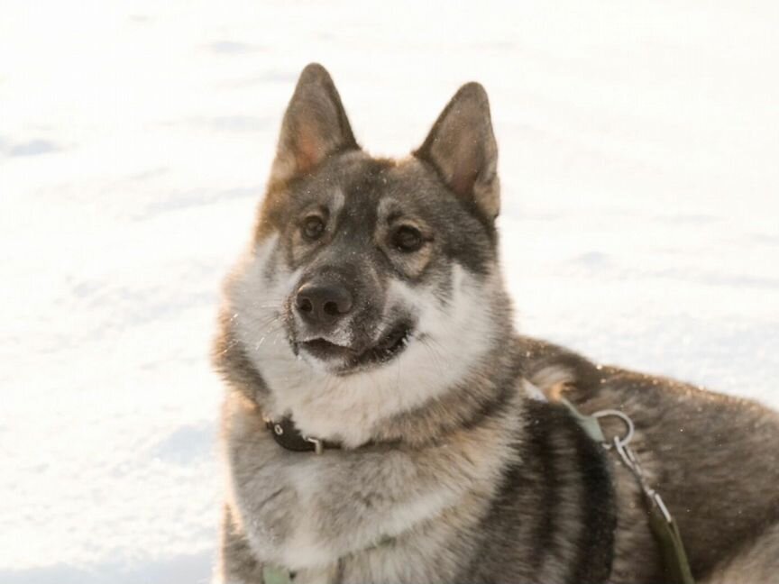 Собака из приюта: красавица хаски Герда