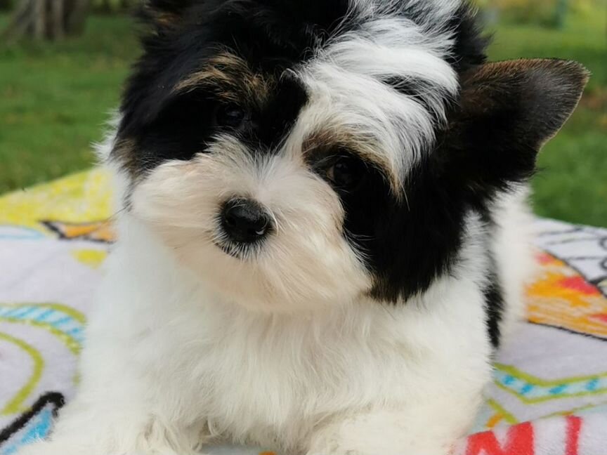 Мальчик бивера