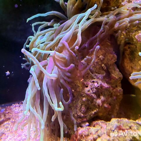 Актиния пузырьковая квадриколор