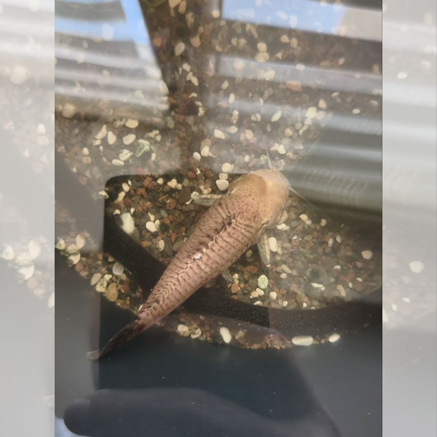 Сом таракатум