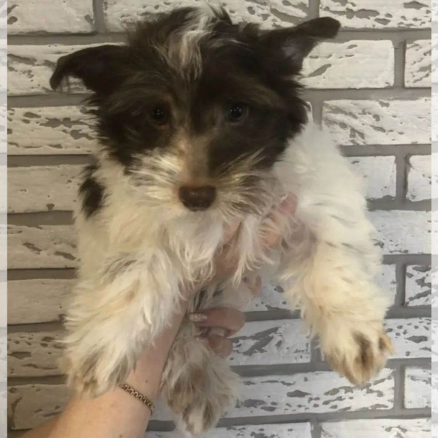 Биро-йоркширский терьер, щенок