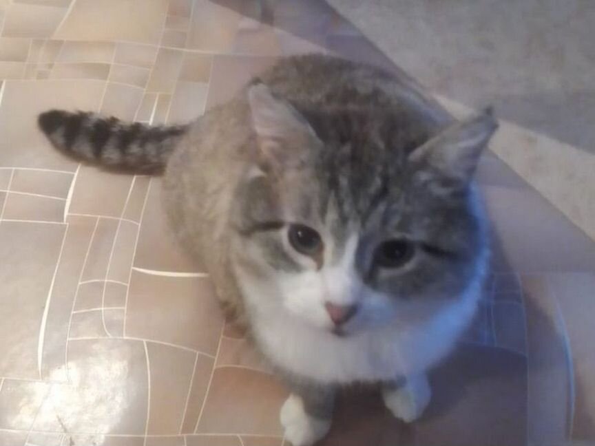 Уютный ласковый кот