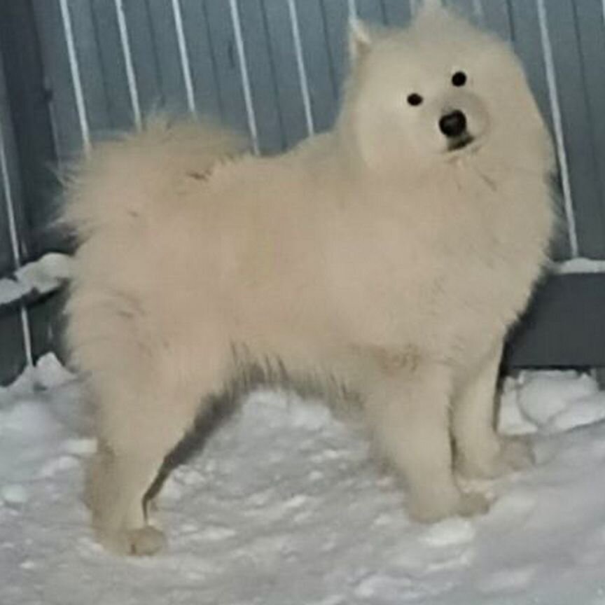 Самоед