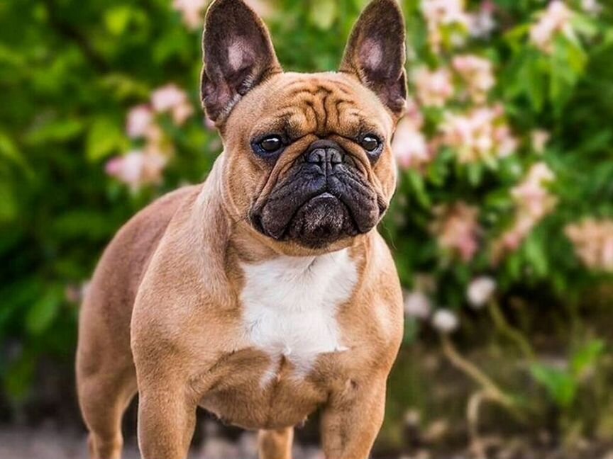 Французский бульдог