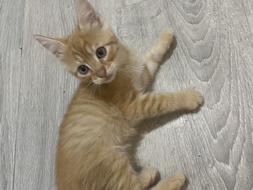 Котятки в добрые руки