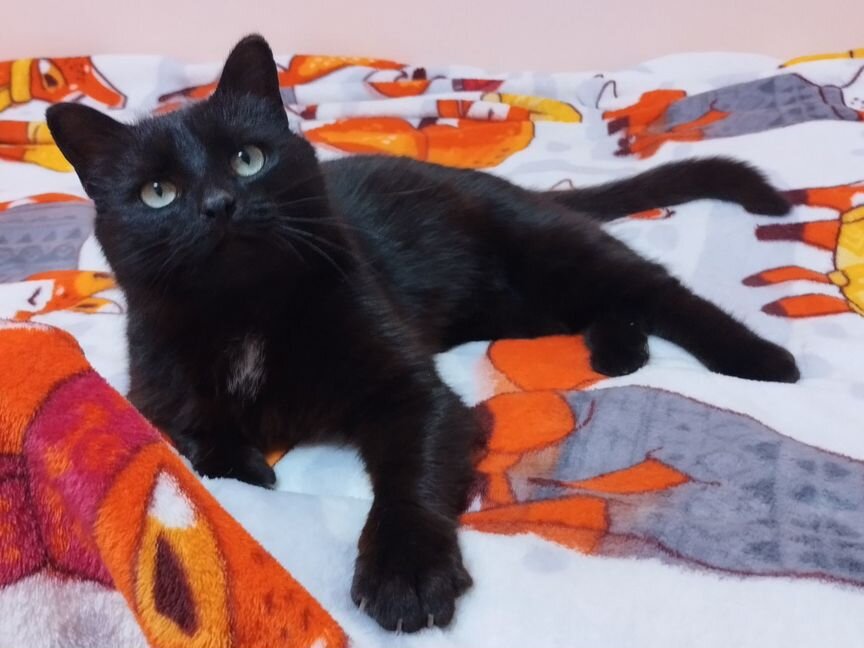 Молоденькая кошечка в добрые руки