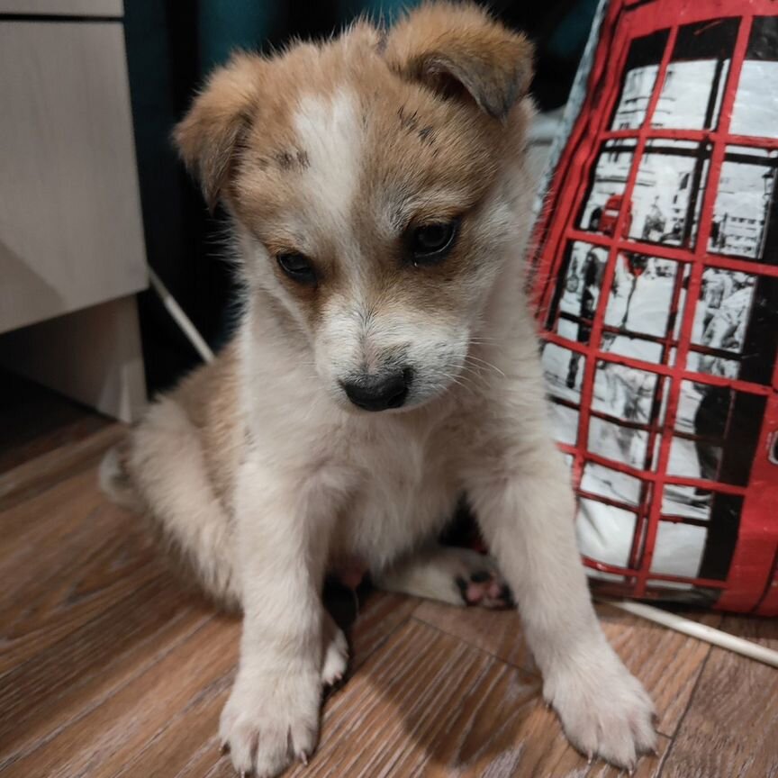 Щенок в добрые руки