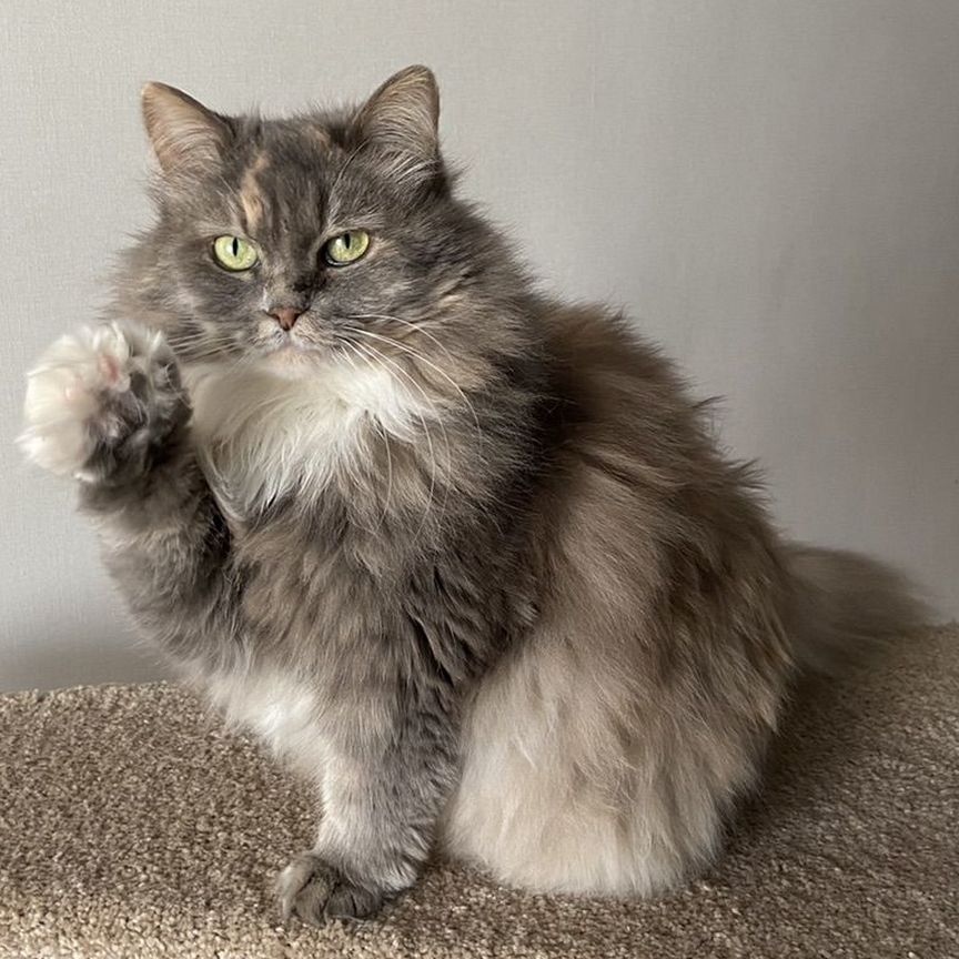 Сибирская кошка в добрые руки