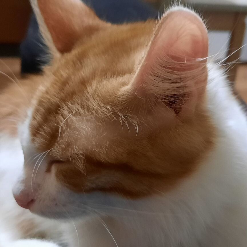 Кот ангорский