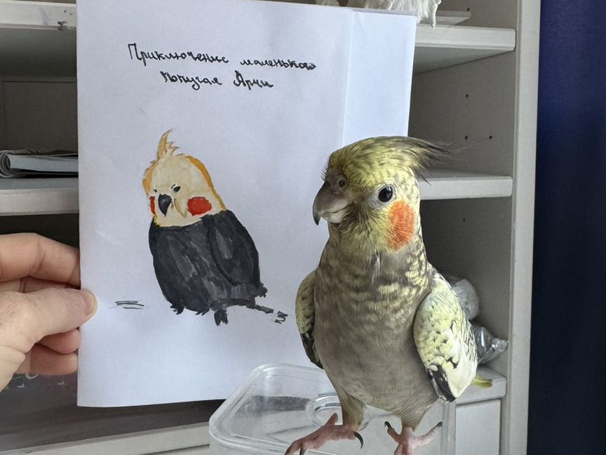 Продаю кореллу