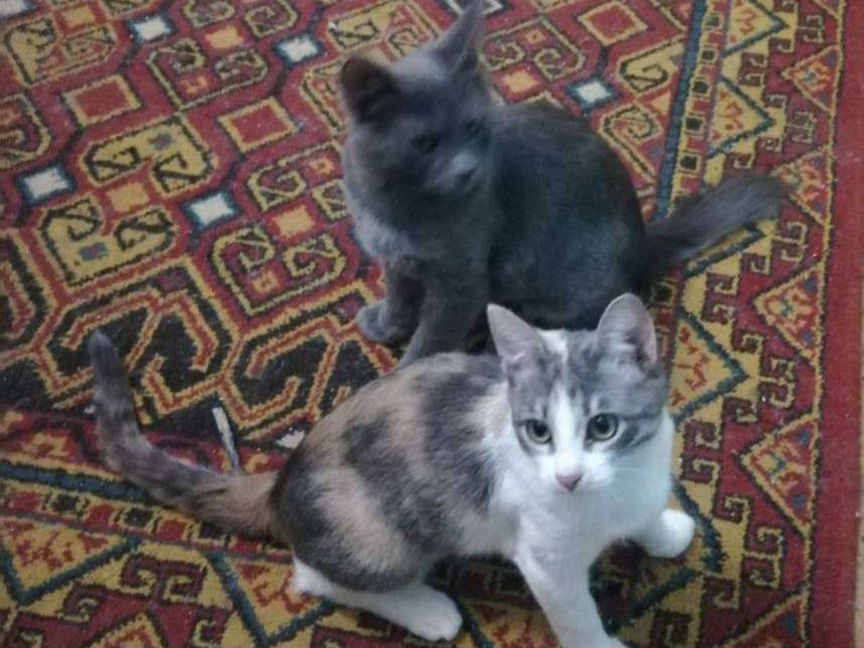 Котята в добрые руки