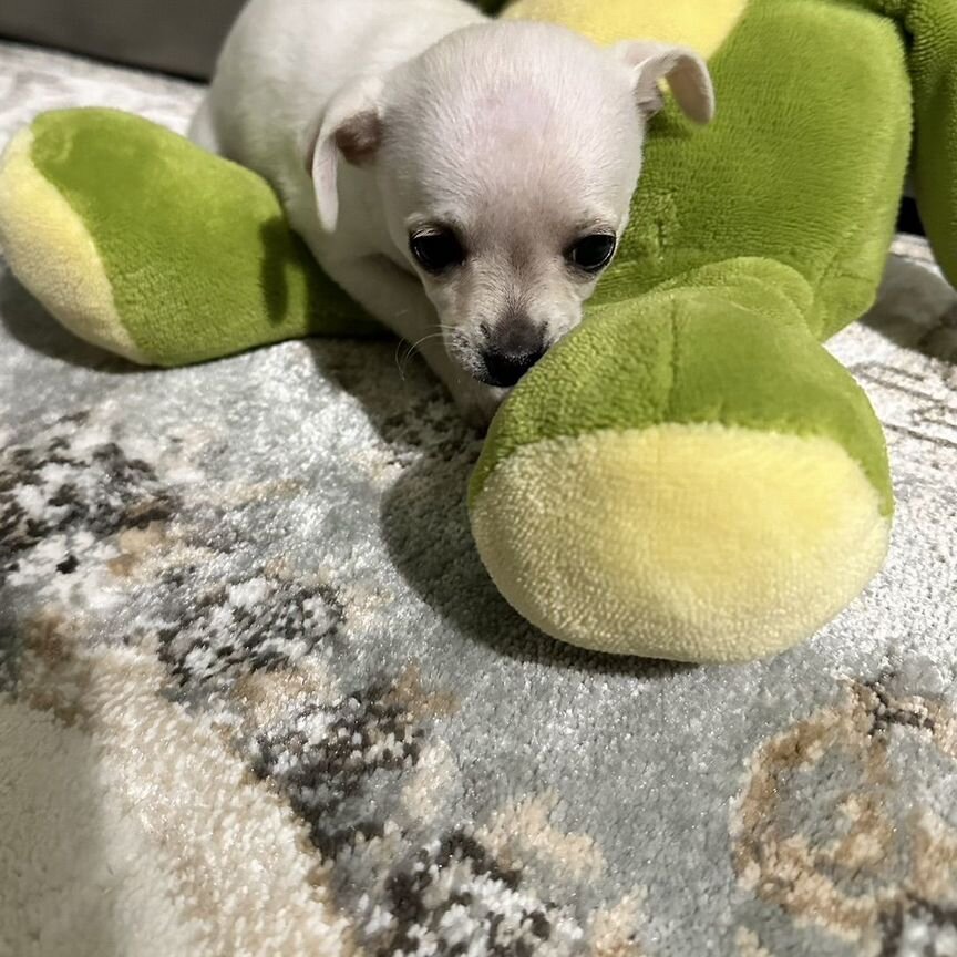 Той-терьер девочка